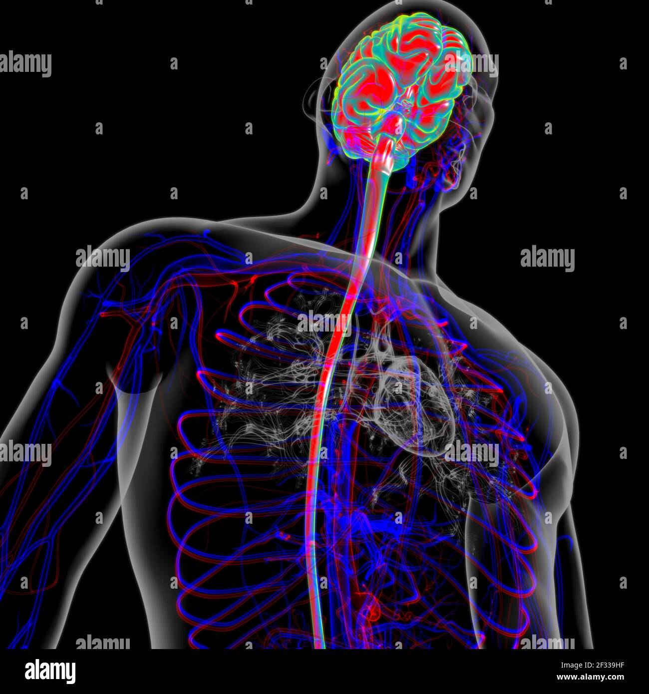Human Brain Anatomy For Medical Concept 3D Illustration Stock Photo - Alamy