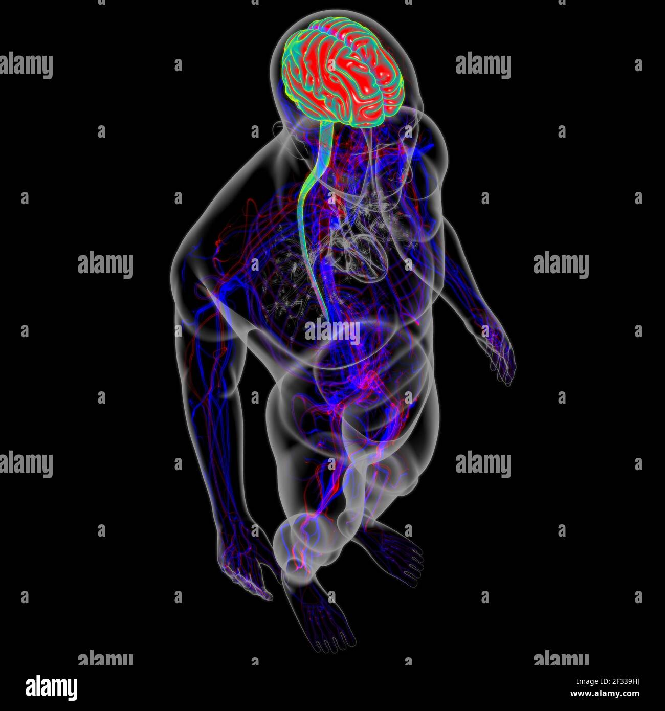 Human Brain Anatomy For Medical Concept 3D Illustration Stock Photo - Alamy