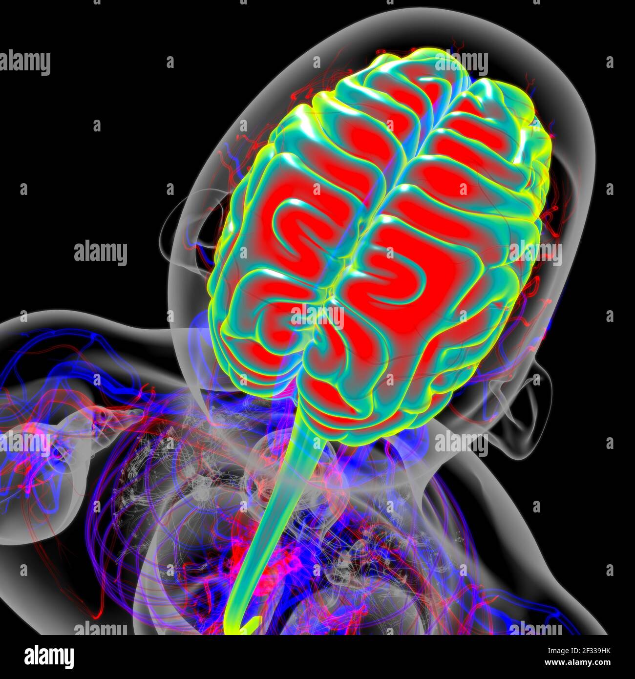Human Brain Anatomy For Medical Concept 3D Illustration Stock Photo - Alamy