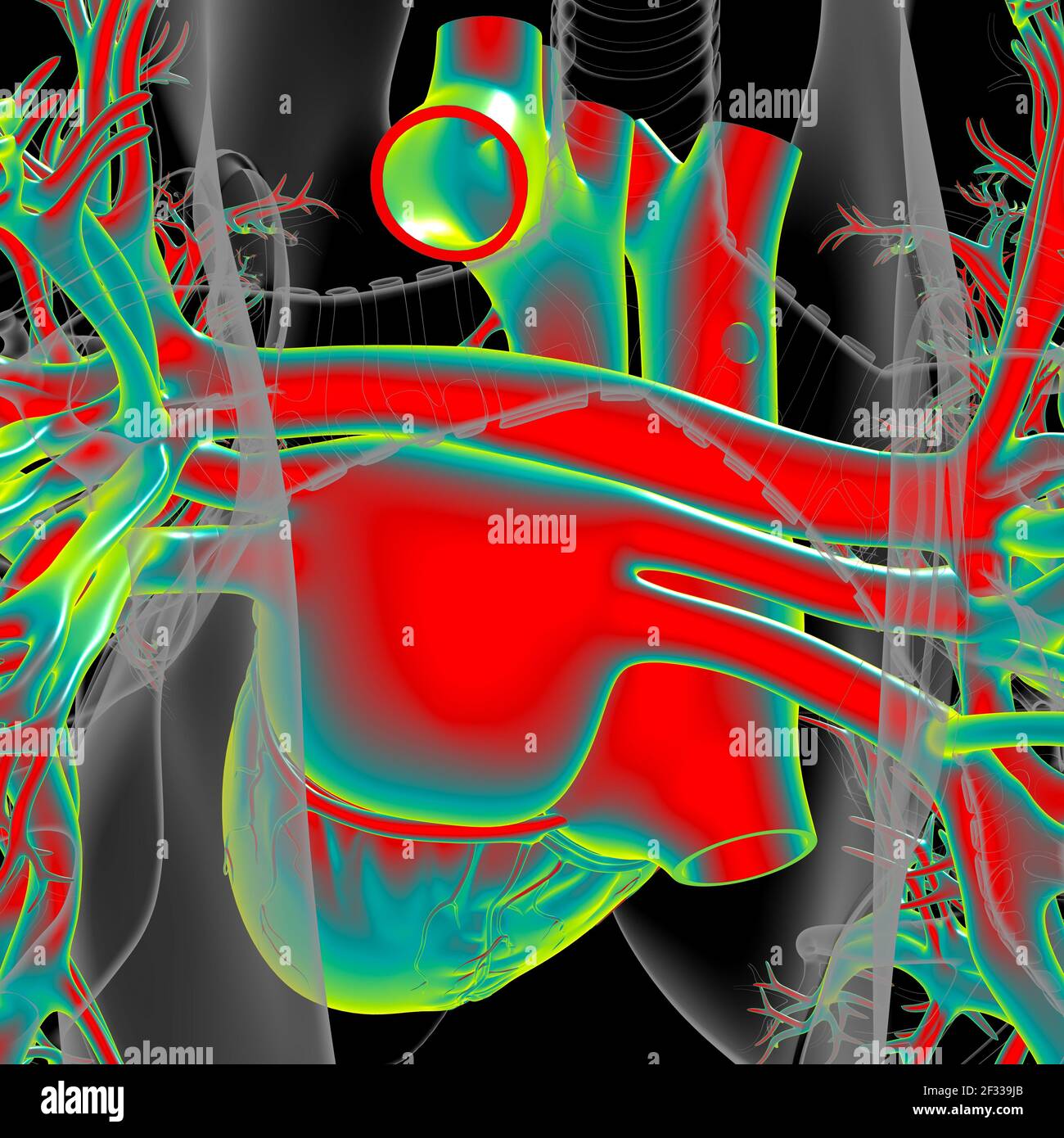 Human Heart Anatomy For Medical Concept 3D Illustration Stock Photo - Alamy