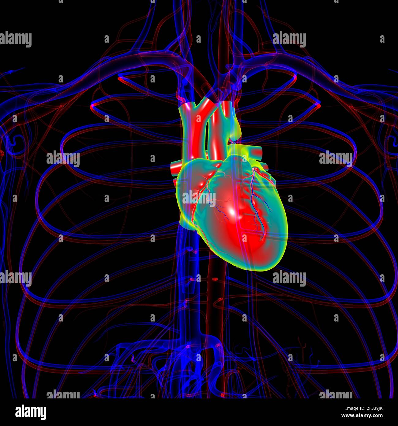 Human Heart Anatomy For Medical Concept 3D Illustration Stock Photo - Alamy