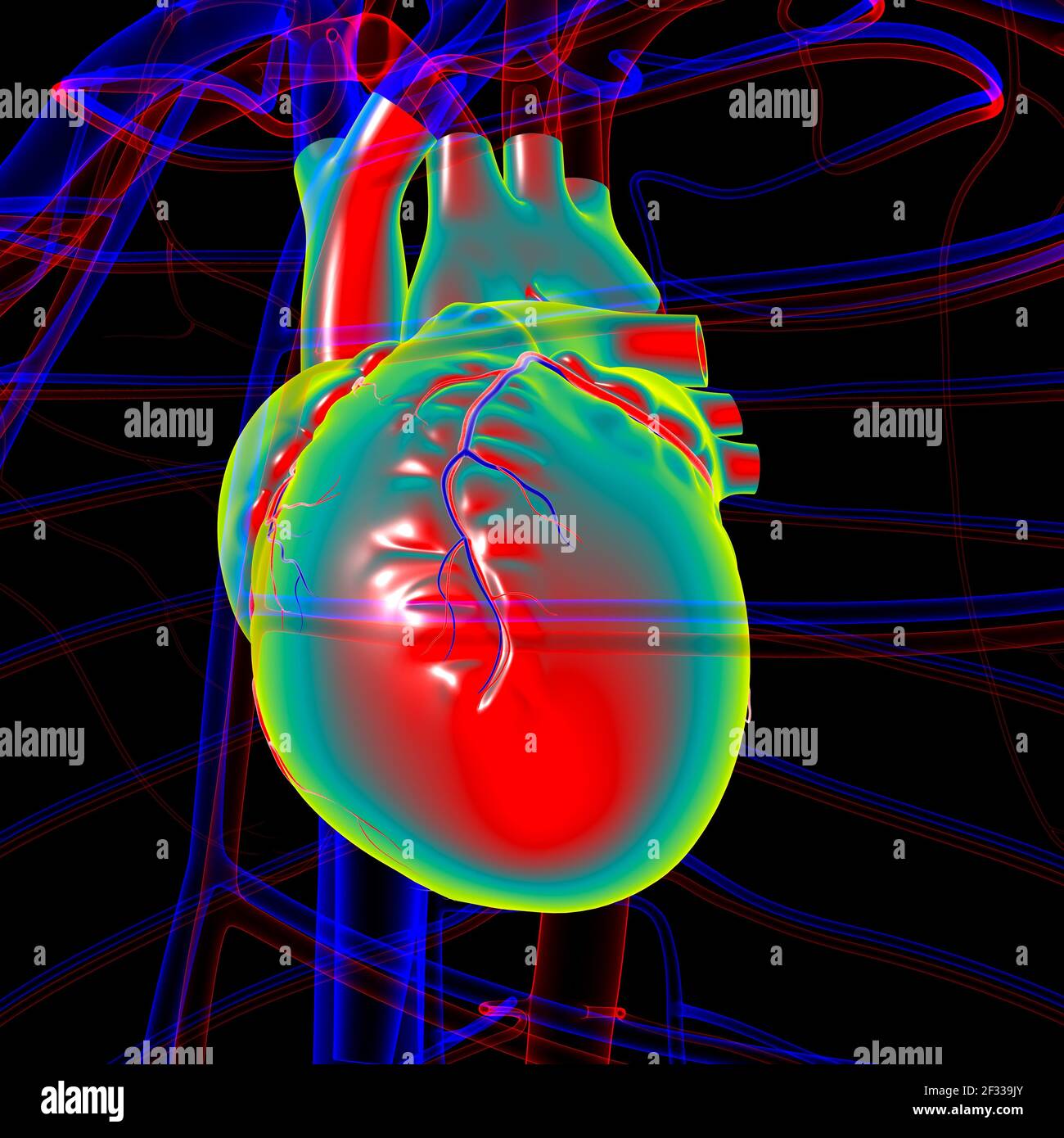 Human Heart Anatomy For Medical Concept 3D Illustration Stock Photo - Alamy