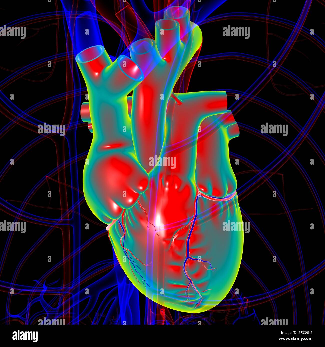 Human Heart Anatomy For Medical Concept 3D Illustration Stock Photo - Alamy