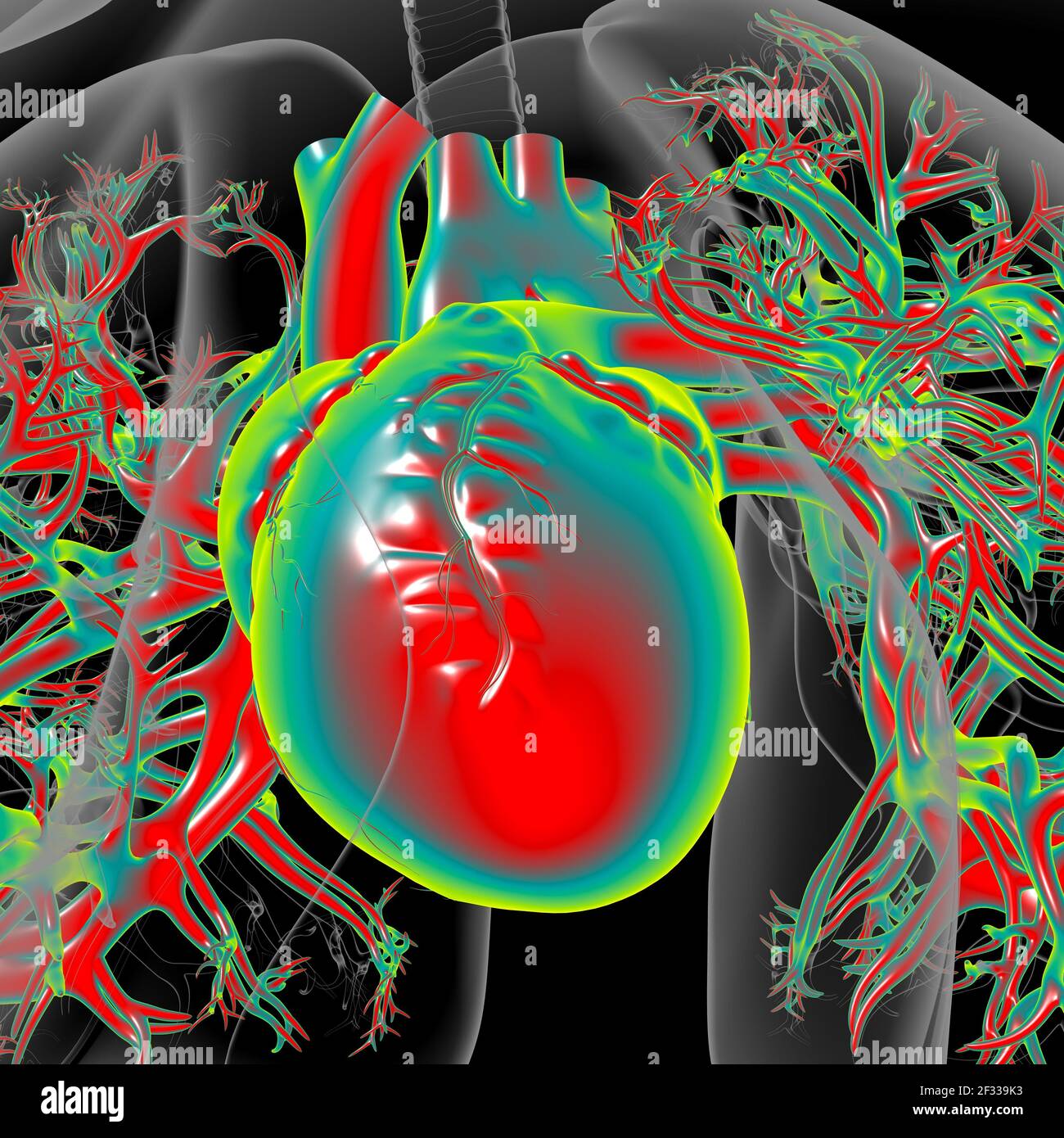Human Heart Anatomy For Medical Concept 3D Illustration Stock Photo - Alamy