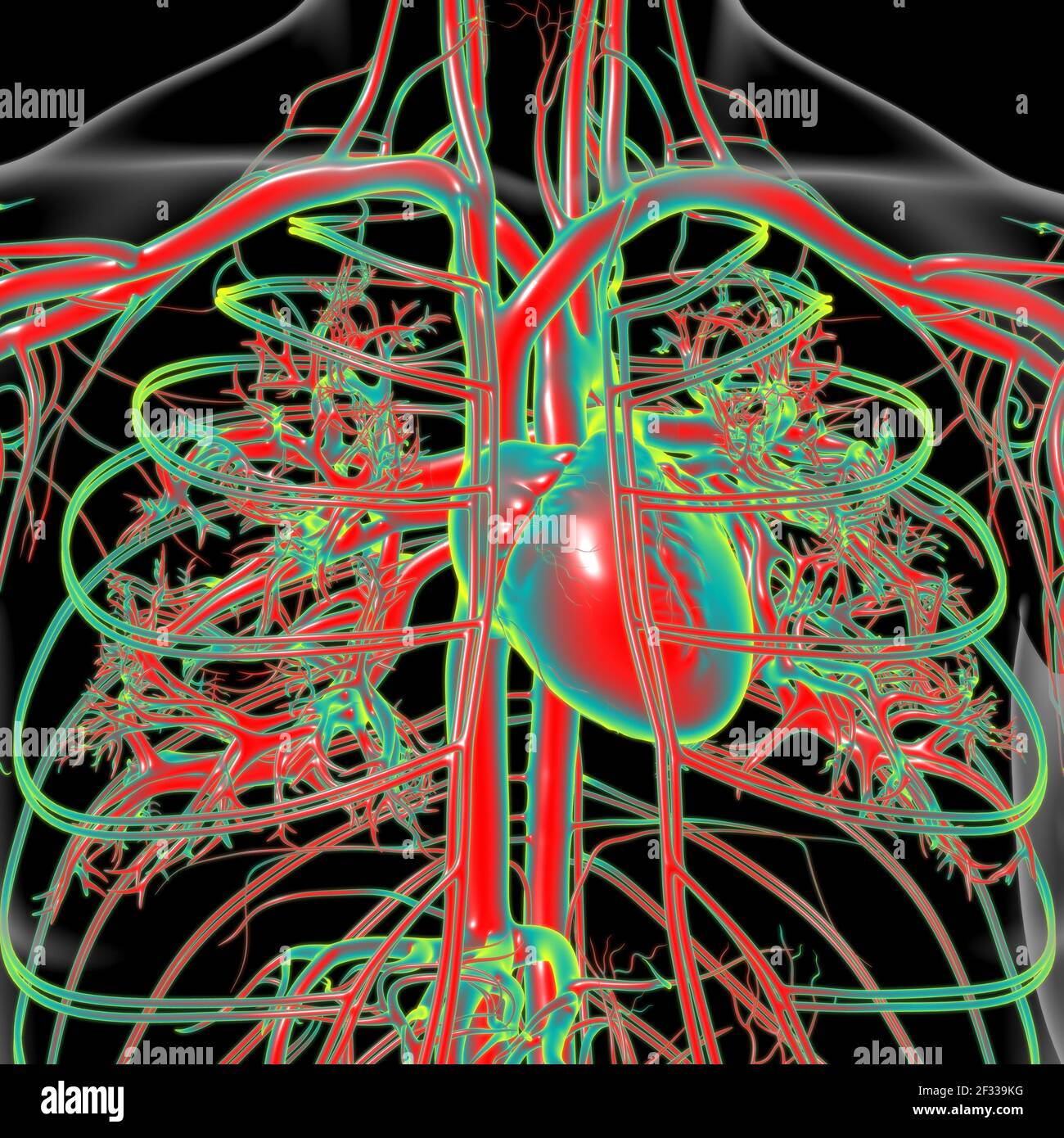 Human Heart With Circulatory System Anatomy For Medical Concept 3D ...
