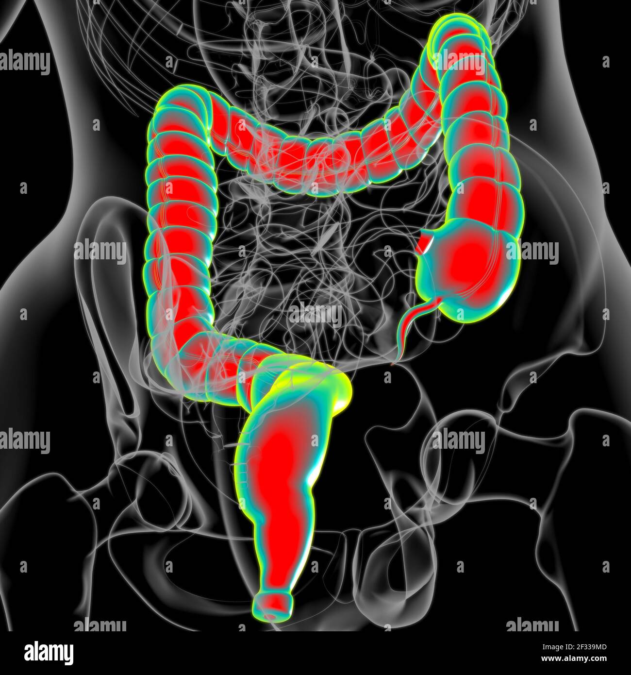 Large Intestine 3D Illustration Human Digestive System Anatomy For ...