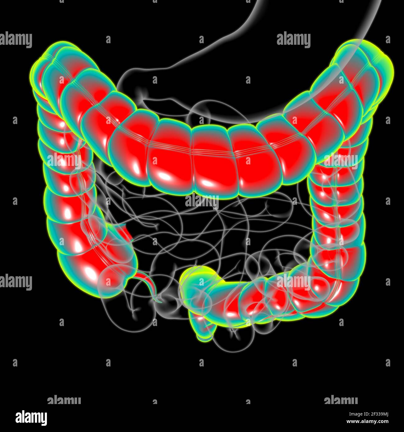 Large Intestine 3D Illustration Human Digestive System Anatomy For ...