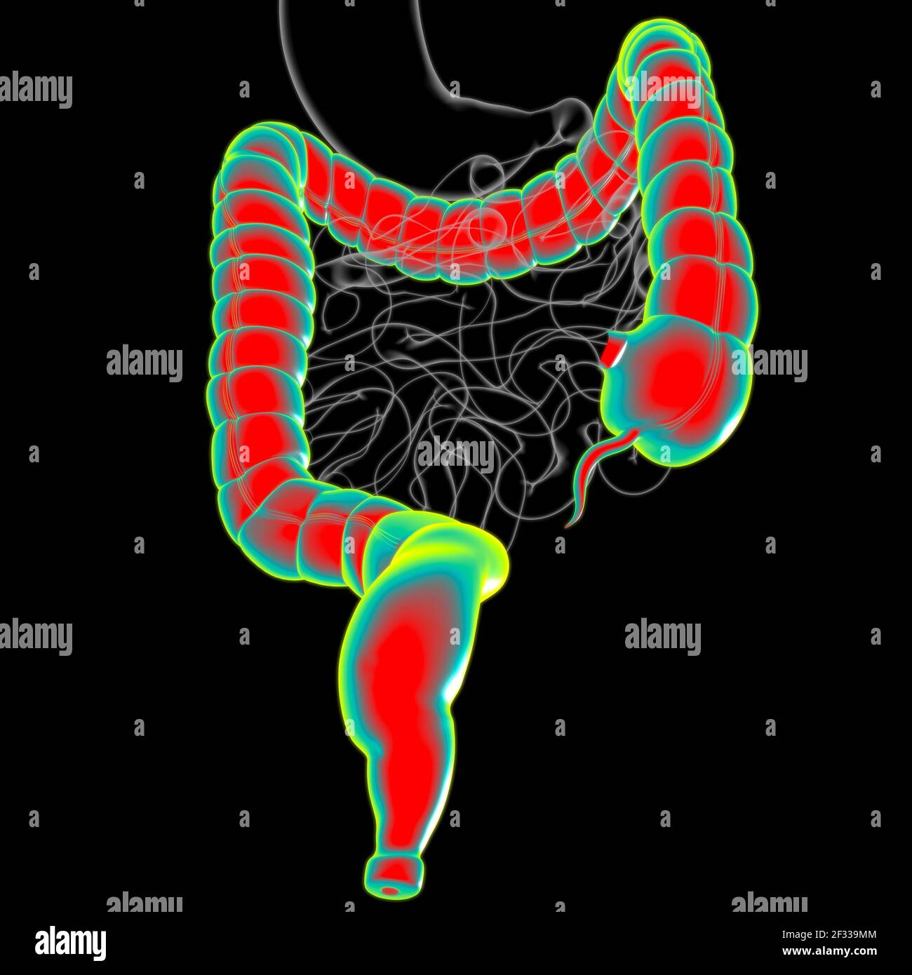 Large Intestine 3D Illustration Human Digestive System Anatomy For ...