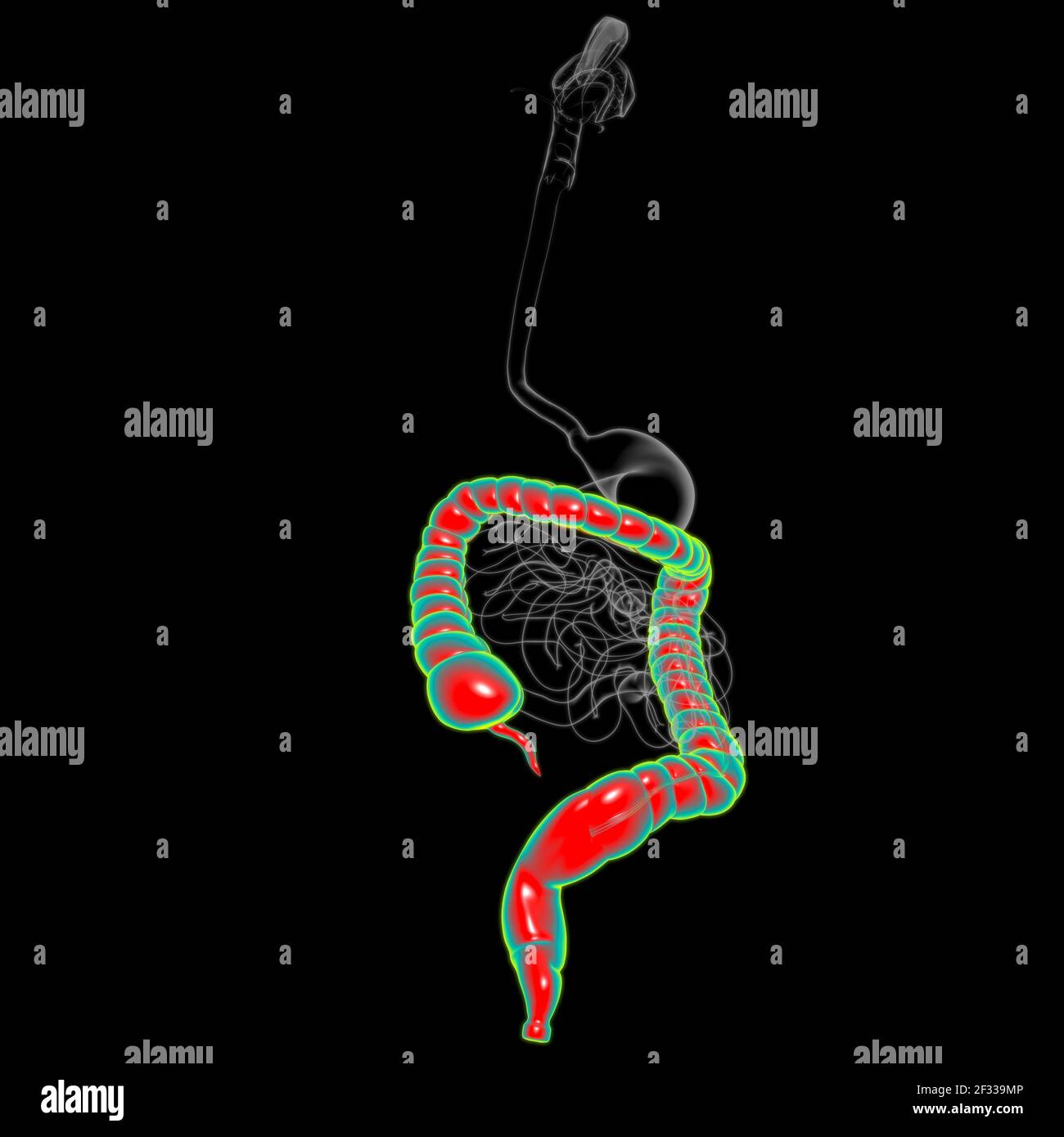 Large Intestine 3D Illustration Human Digestive System Anatomy For ...