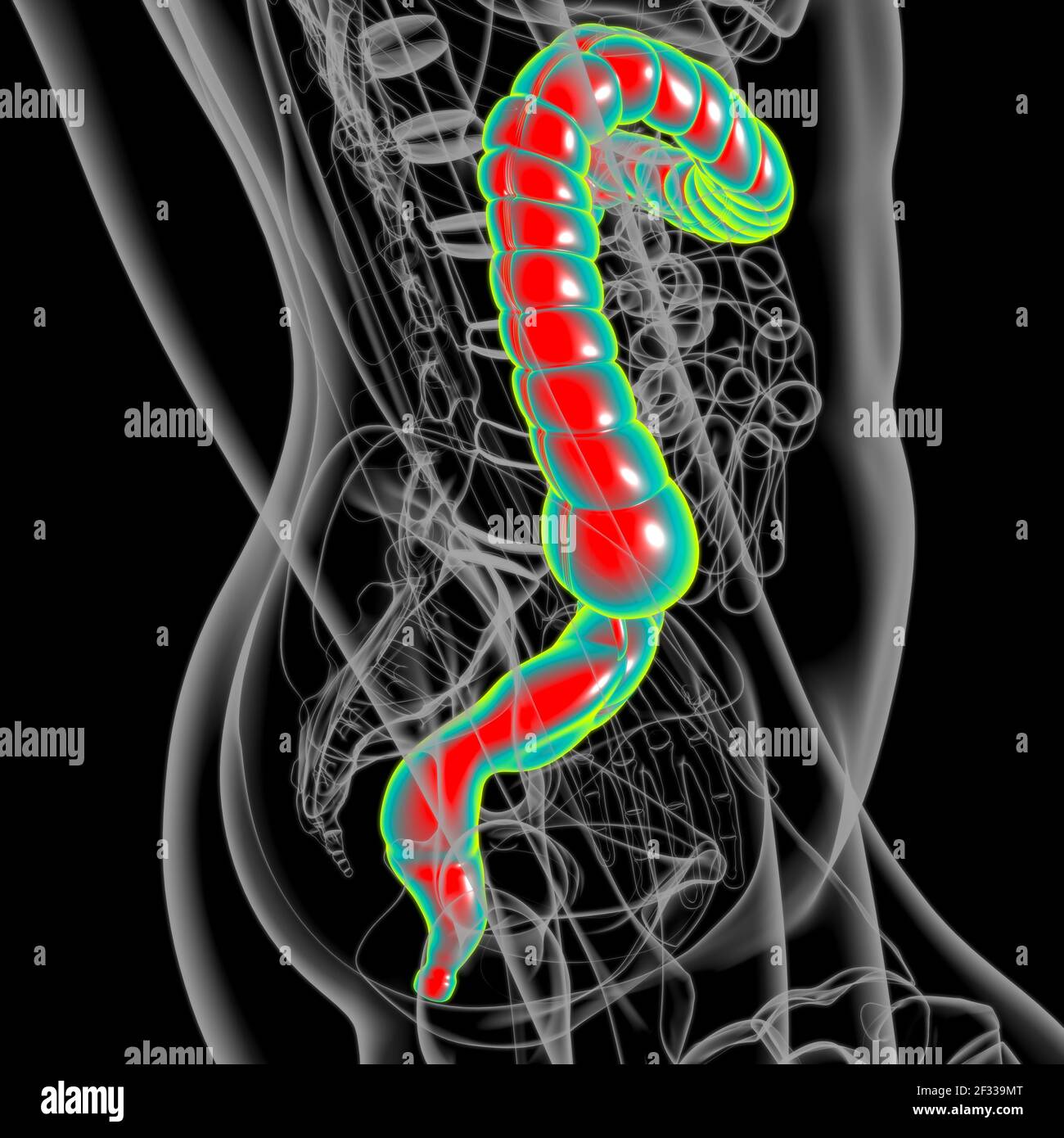 Large Intestine 3D Illustration Human Digestive System Anatomy For ...