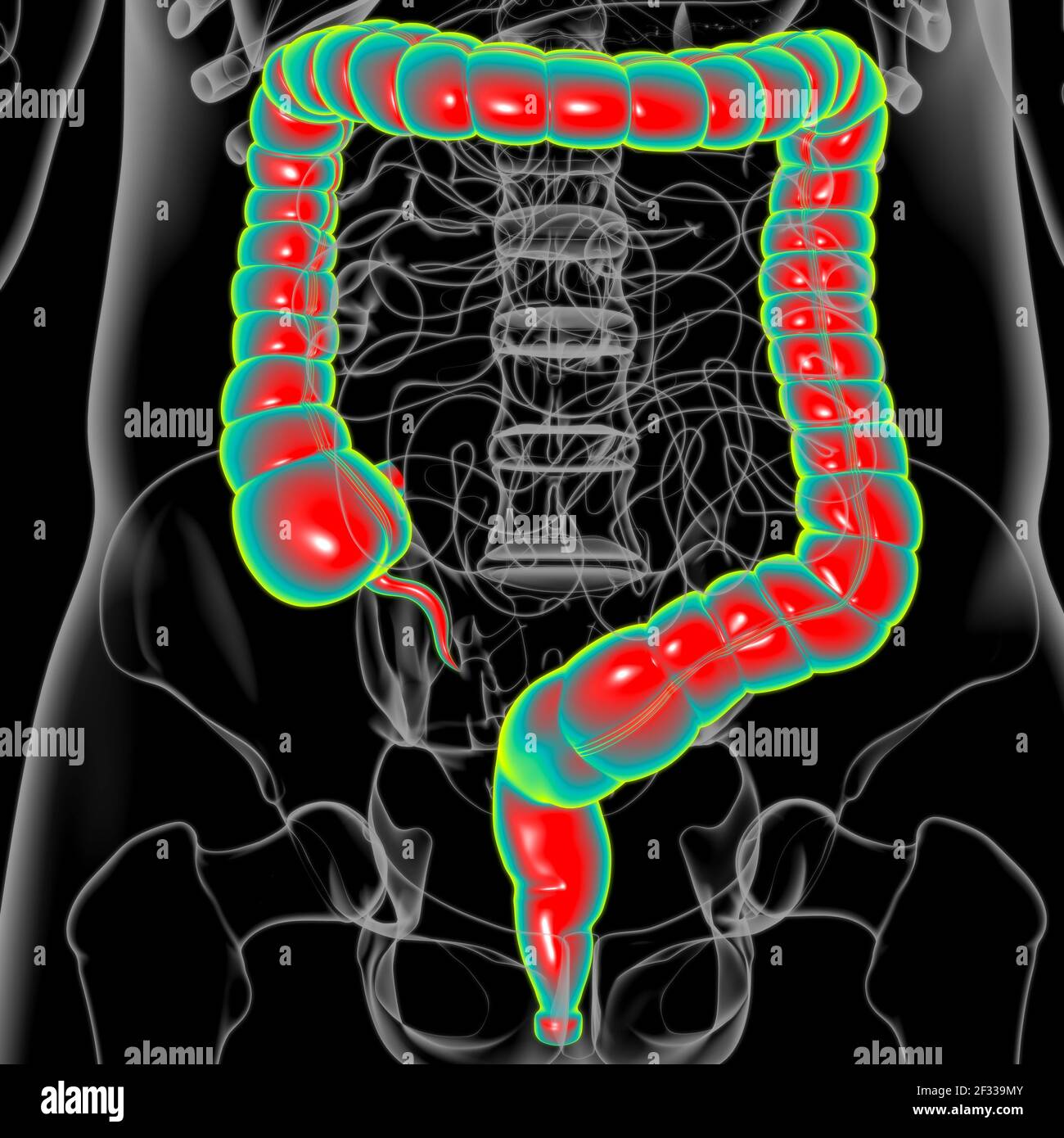 Large Intestine 3D Illustration Human Digestive System Anatomy For ...