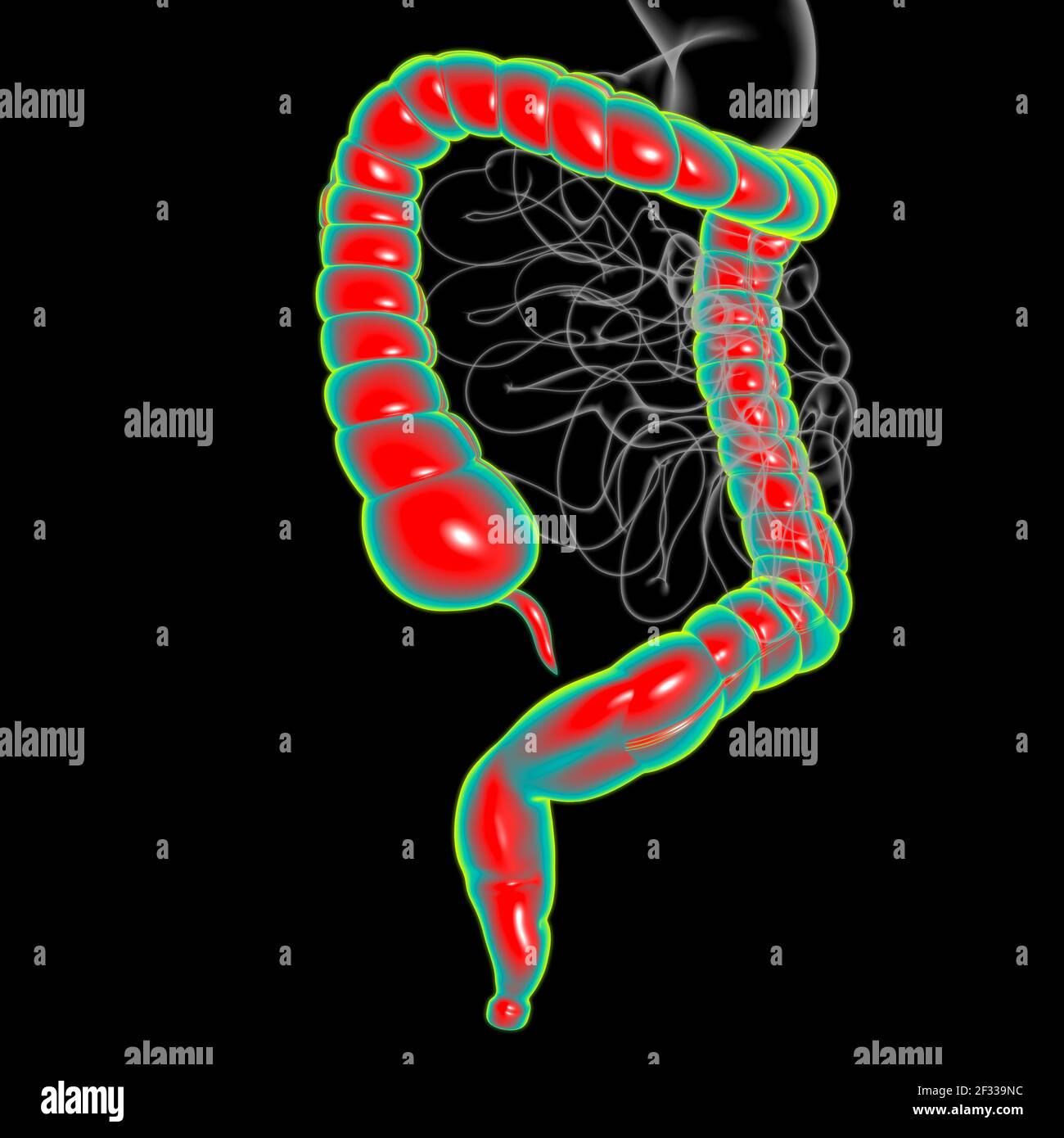 Large Intestine 3D Illustration Human Digestive System Anatomy For ...