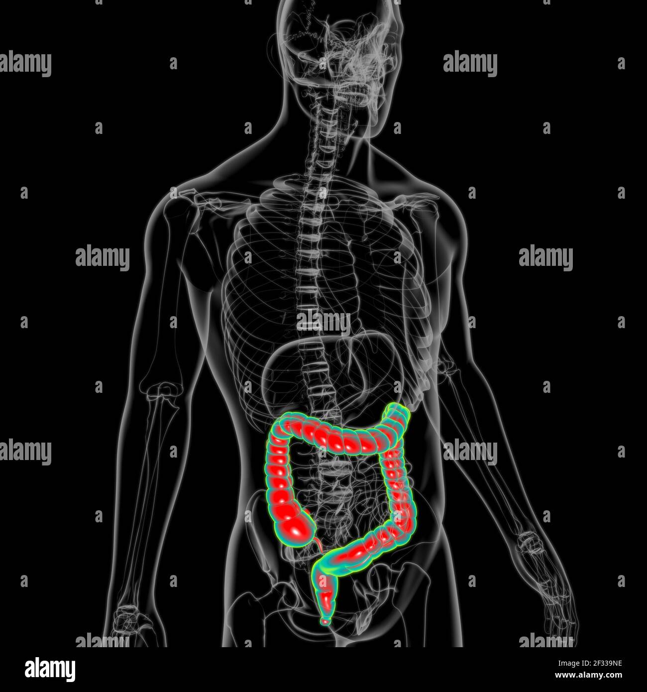 Large Intestine 3D Illustration Human Digestive System Anatomy For ...