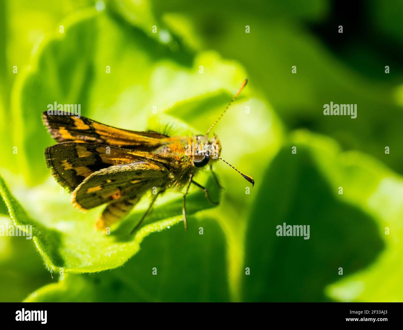 Black grass-dart butterfly listed as endangered species native to NSW ...