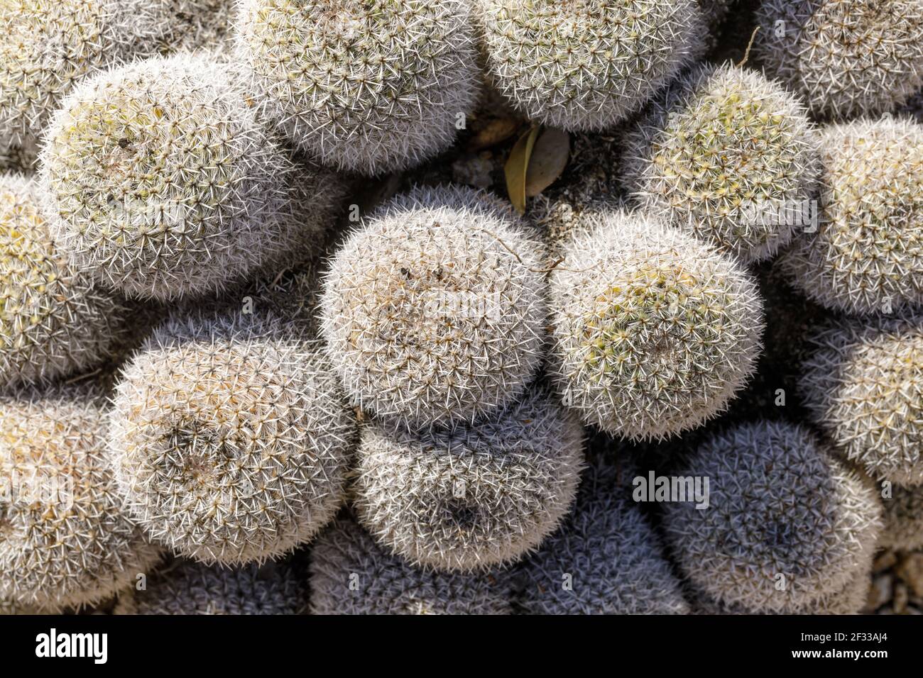 Cluster of cactus hi-res stock photography and images - Alamy