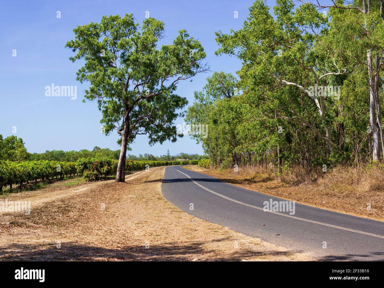 Mango trees hi-res stock photography and images - Alamy