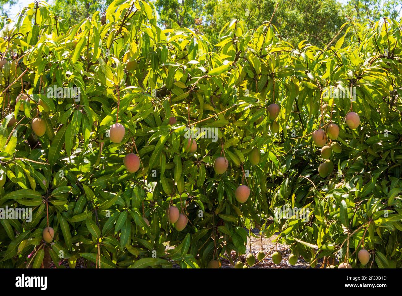 Rows of mango trees line the road in the countryside near Mareeba ...