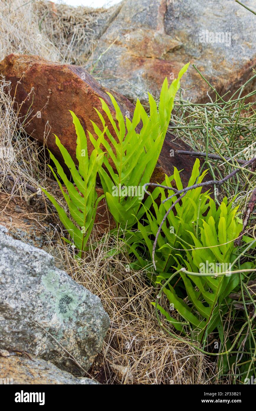 Yellow green fern like plants spring from the arid surroundings near ...