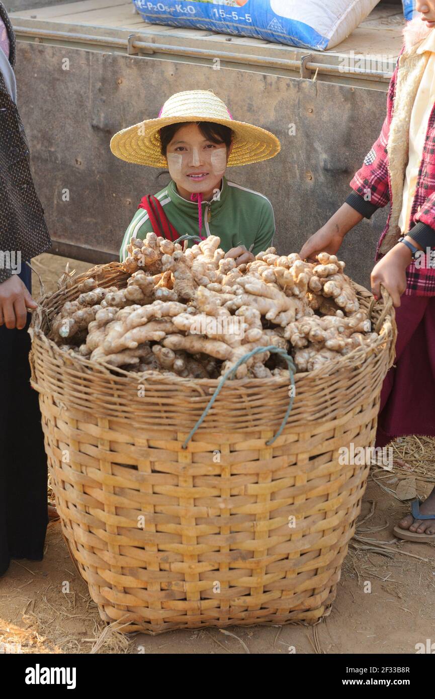Marketplace selling ginger roots in Heho Myanmar Burma Stock Photo - Alamy
