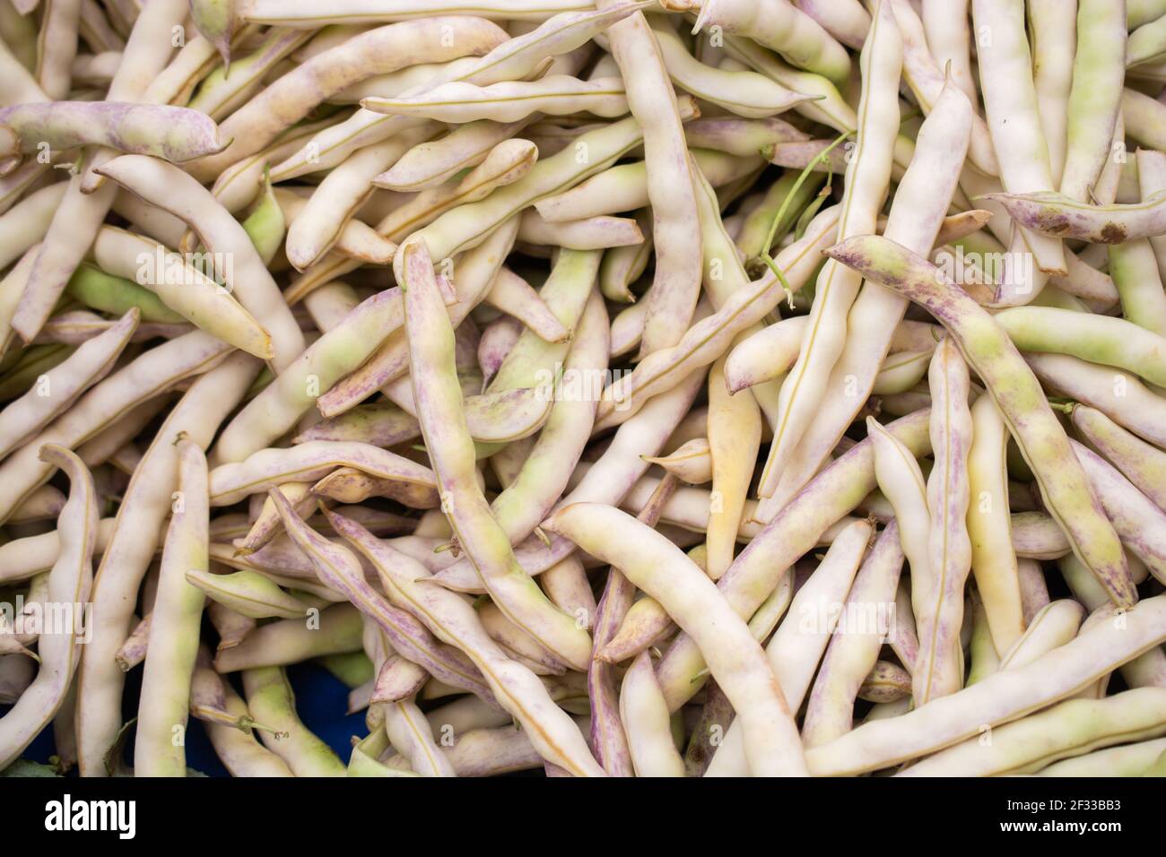 French bean plant in container hi-res stock photography and images - Alamy