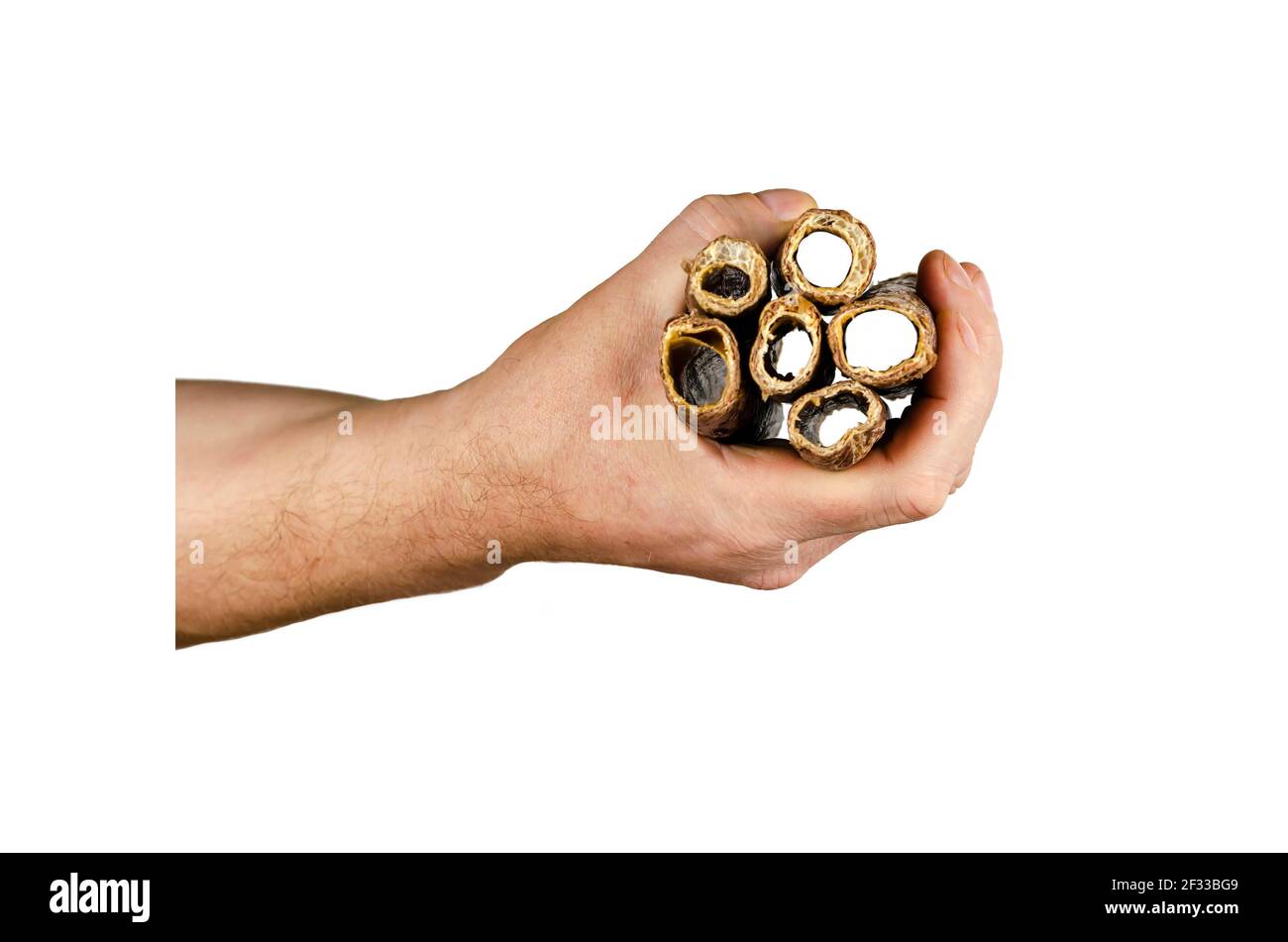 Men's Hand demonstrates Dried beef esophagus sticks. Chews treats for ...