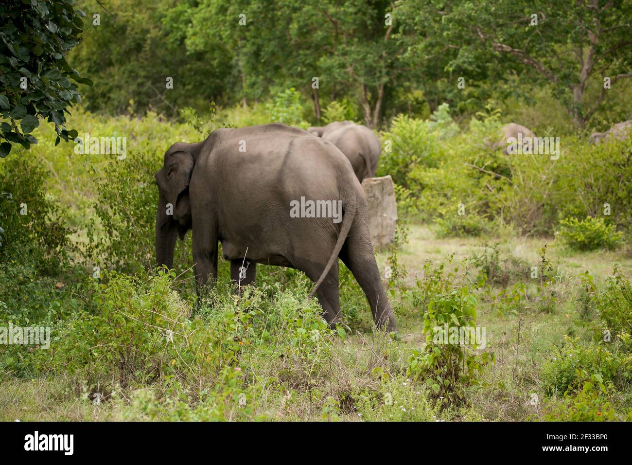 bandipur national park Stock Photo - Alamy