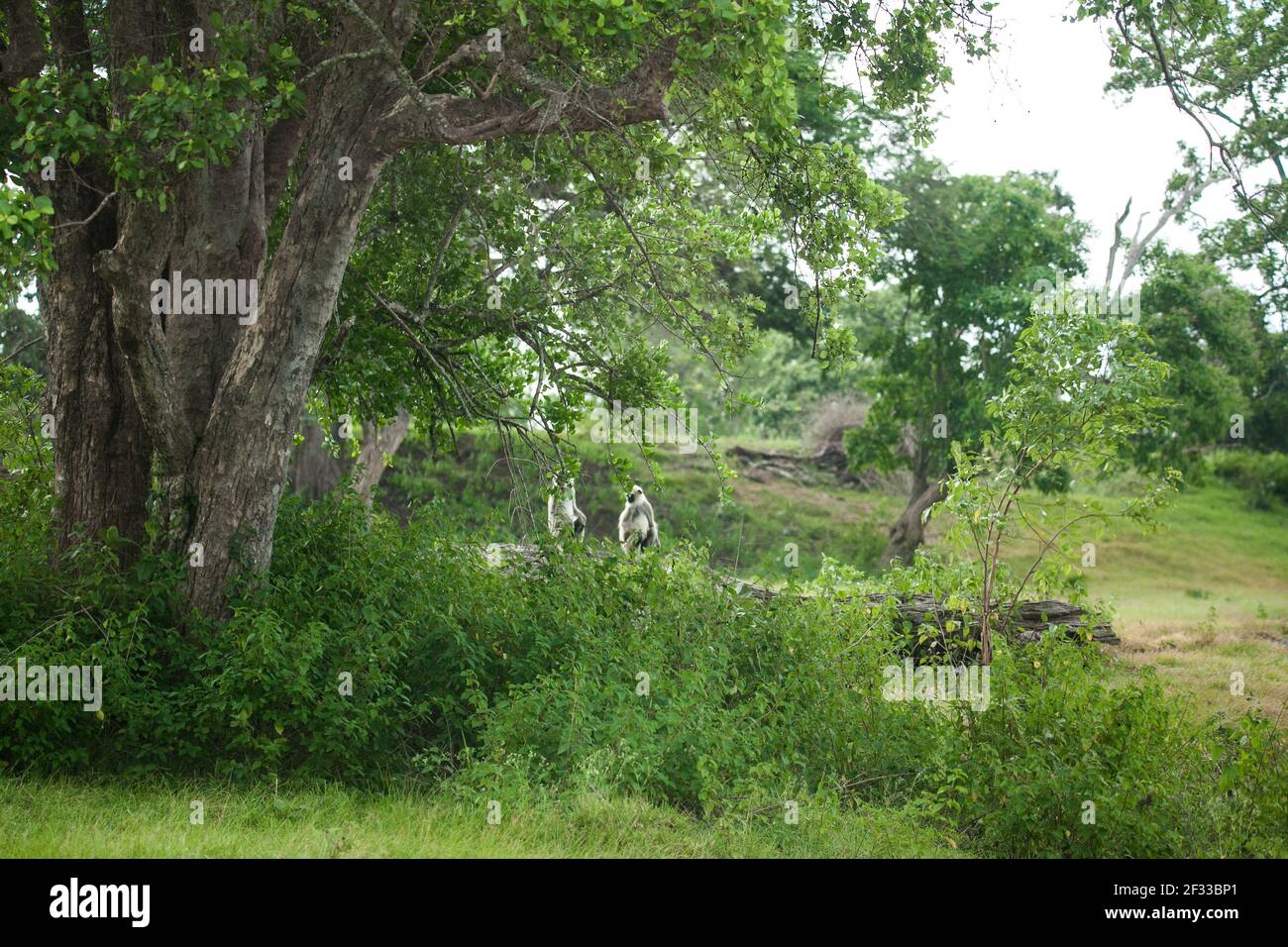 bandipur national park Stock Photo - Alamy