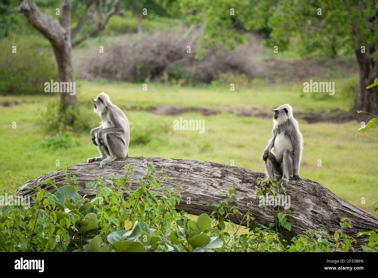 Bandipur autumn hi-res stock photography and images - Alamy