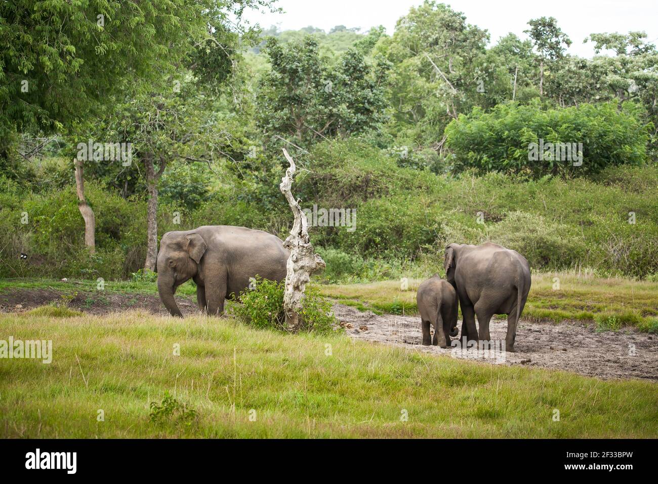 Bandipur national park hi-res stock photography and images - Alamy