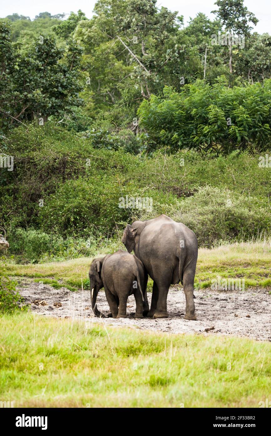 bandipur national park Stock Photo - Alamy