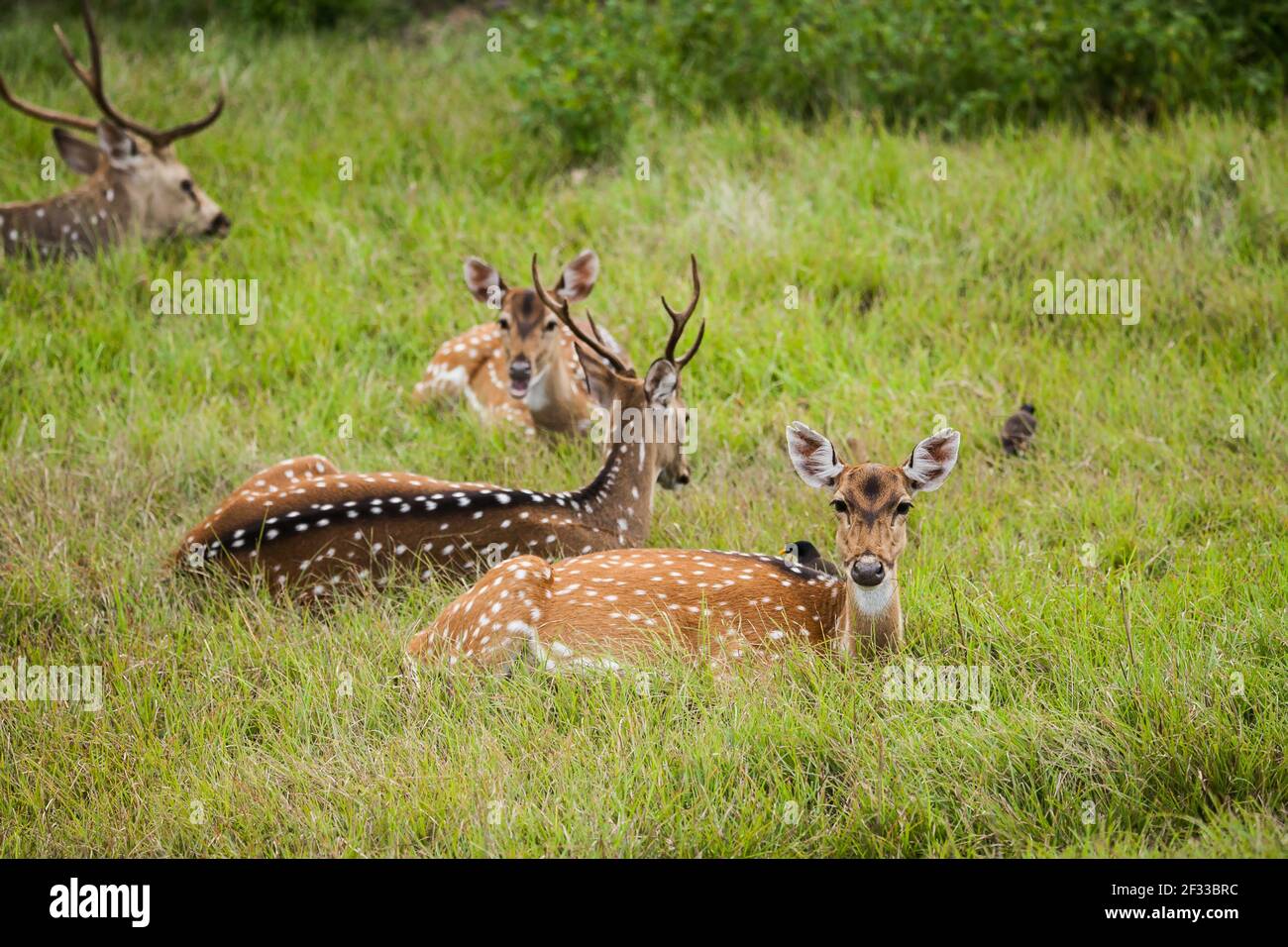 bandipur national park Stock Photo - Alamy