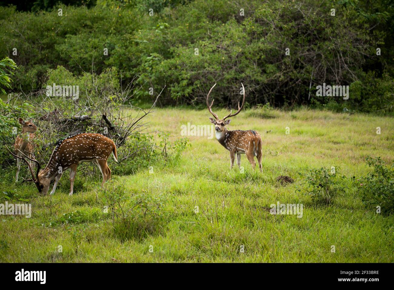 Bandipur autumn hi-res stock photography and images - Alamy