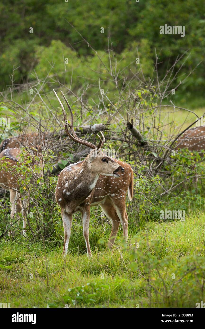 bandipur national park Stock Photo - Alamy