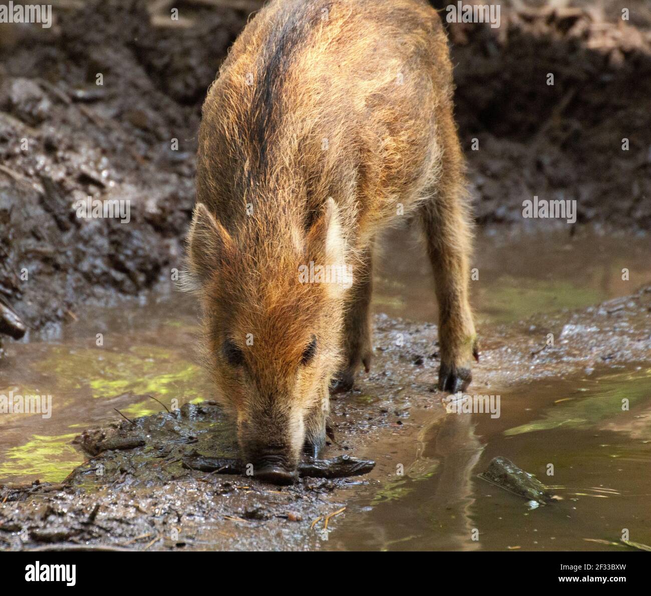 Baby ground hog hi-res stock photography and images - Alamy