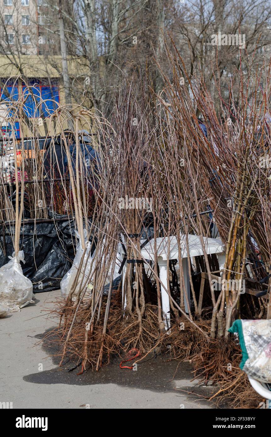 Saplings of fruit trees with soil covered roots. Sale of young trees ...
