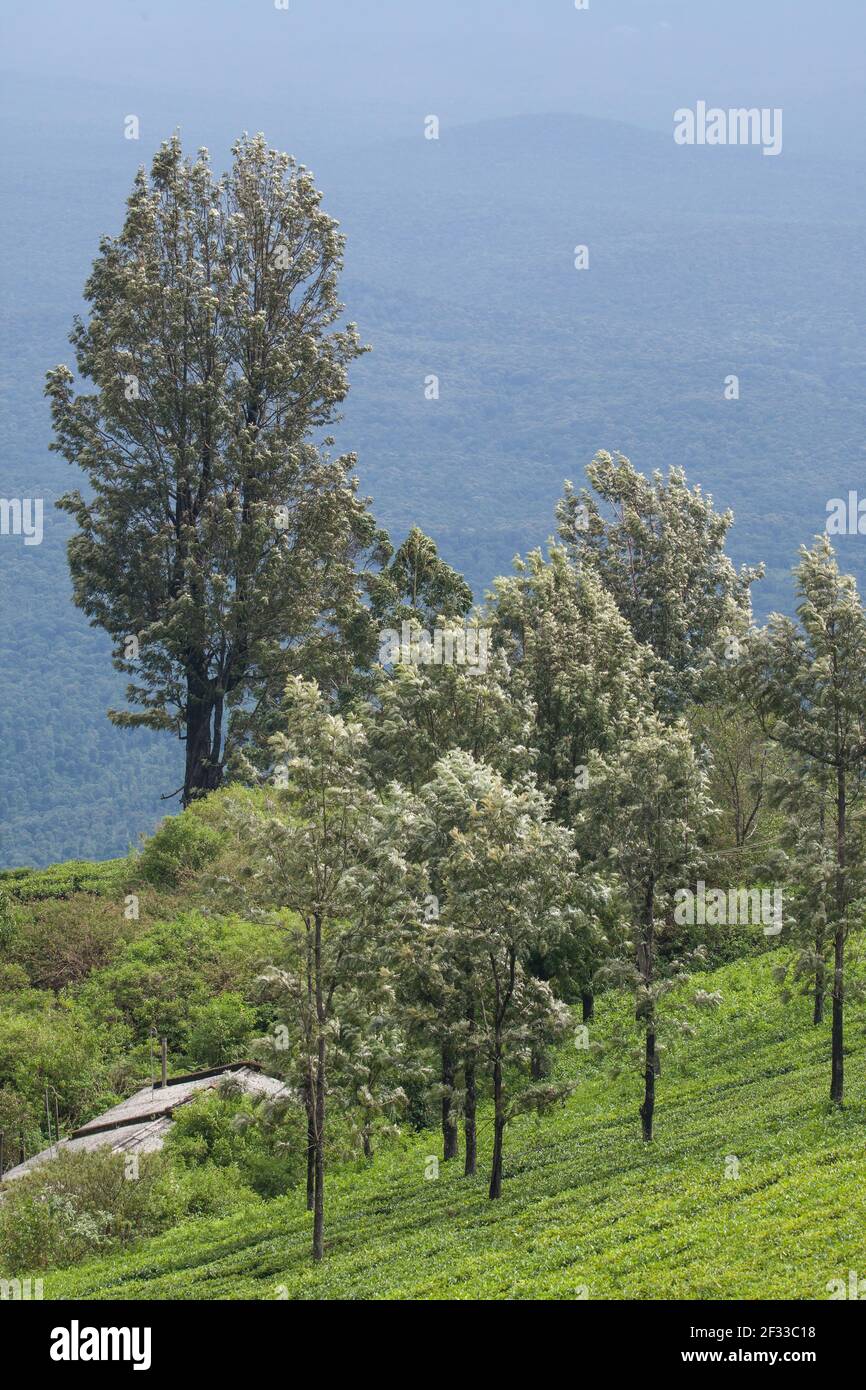 Natural mountainscape in kodikuthimala, Kerala India Stock Photo - Alamy