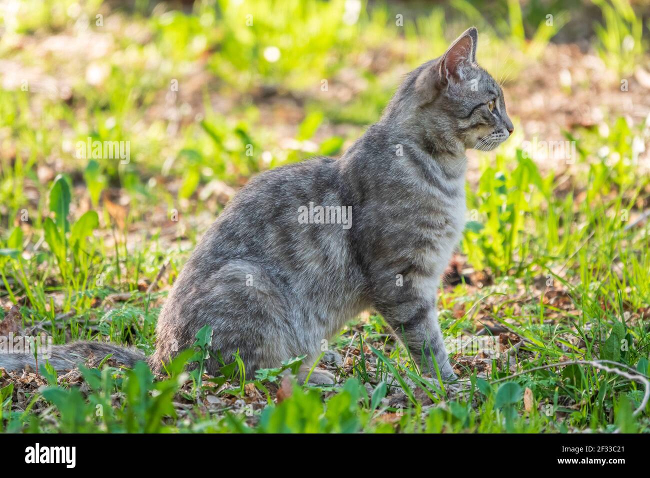 A beautiful fluffy gray cat sits on a green lawn in the sunset light ...