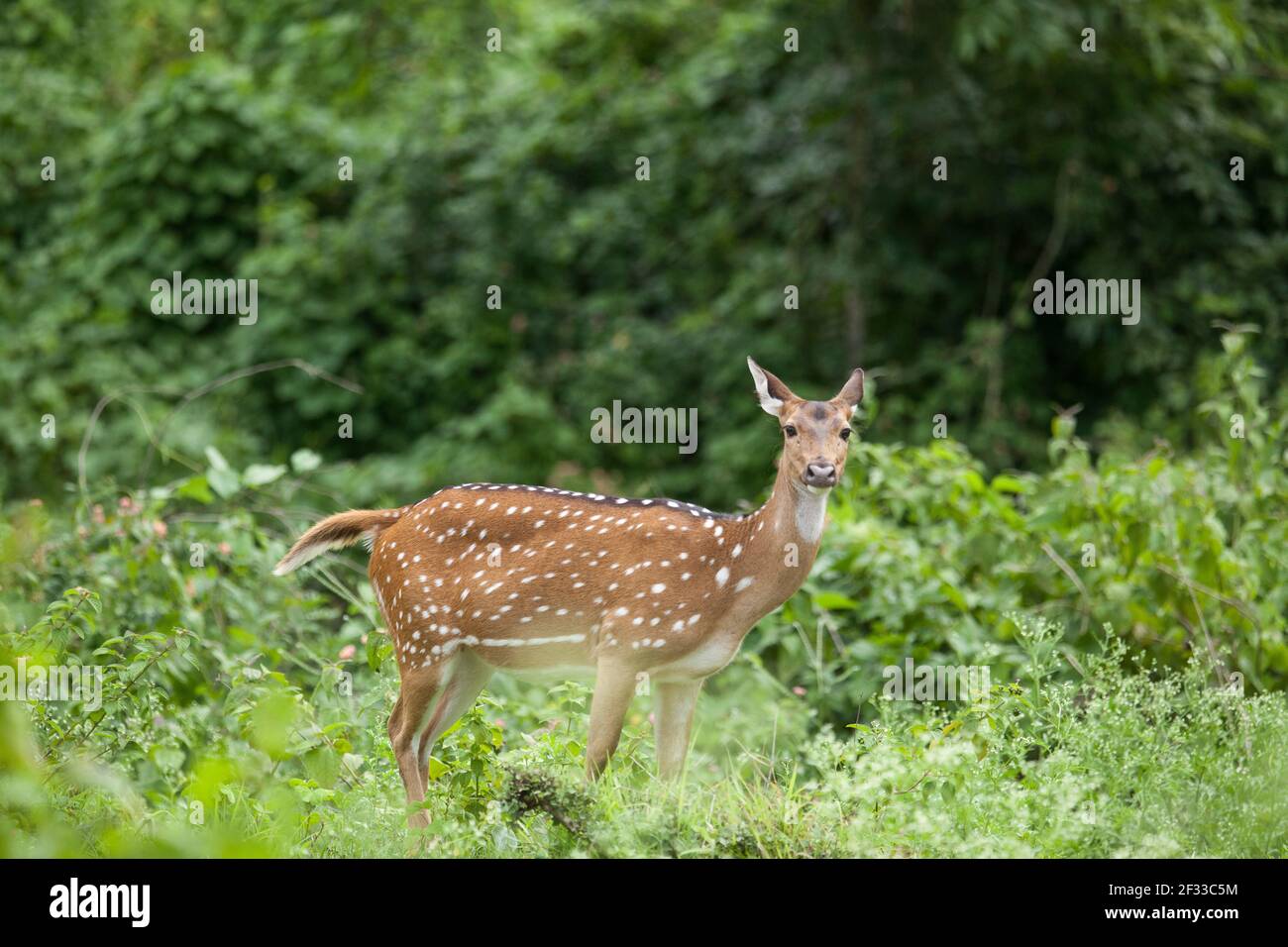 bandipur national park Stock Photo - Alamy