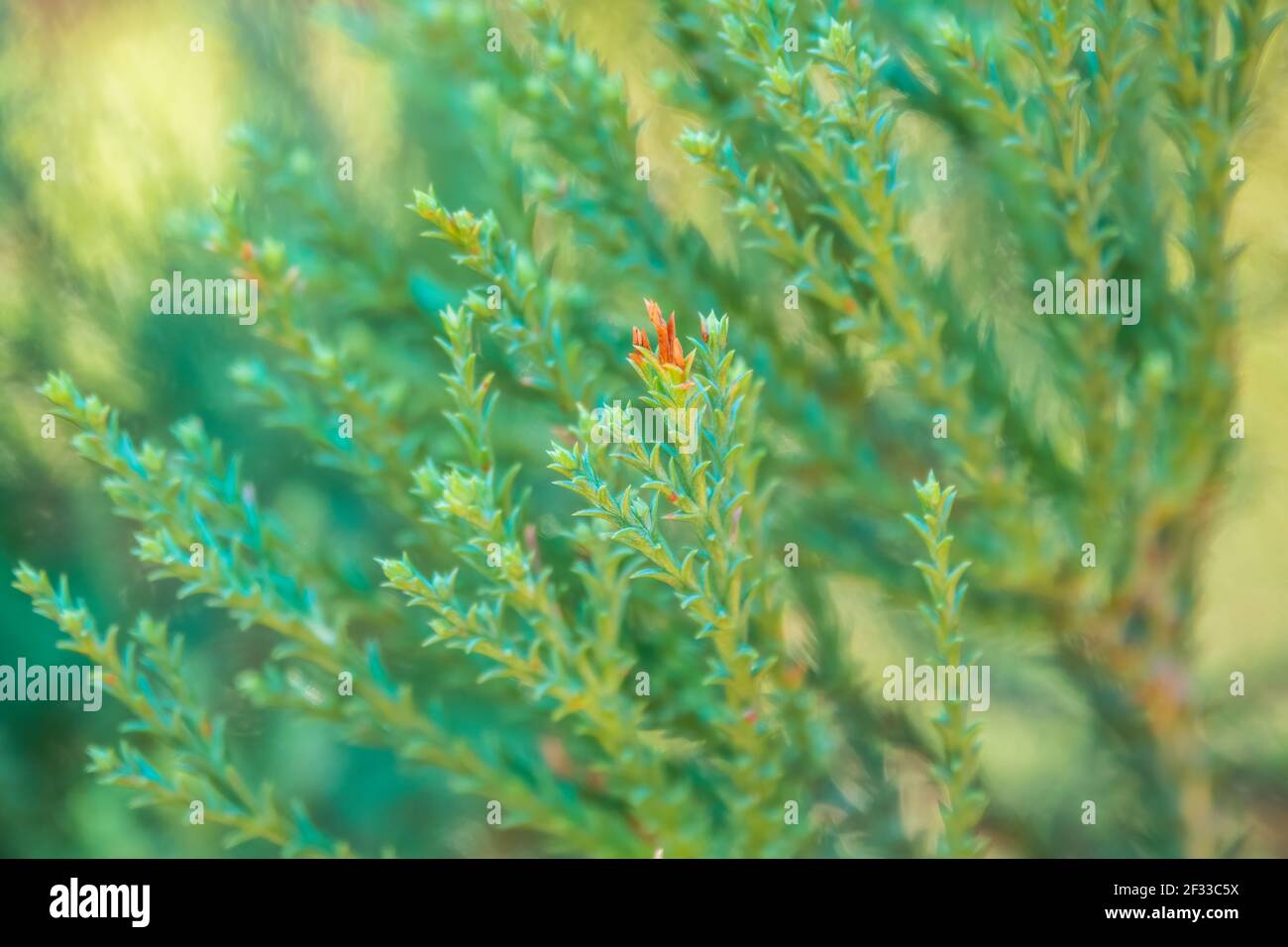Green leaves of giant sequoia. Close-up of beautiful green leaves of ...