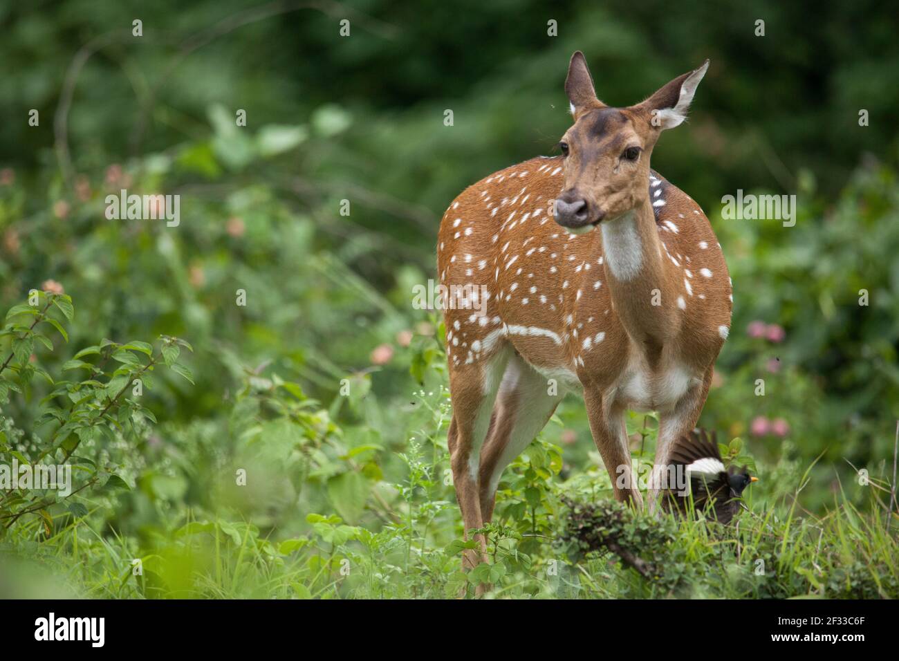 bandipur national park Stock Photo - Alamy