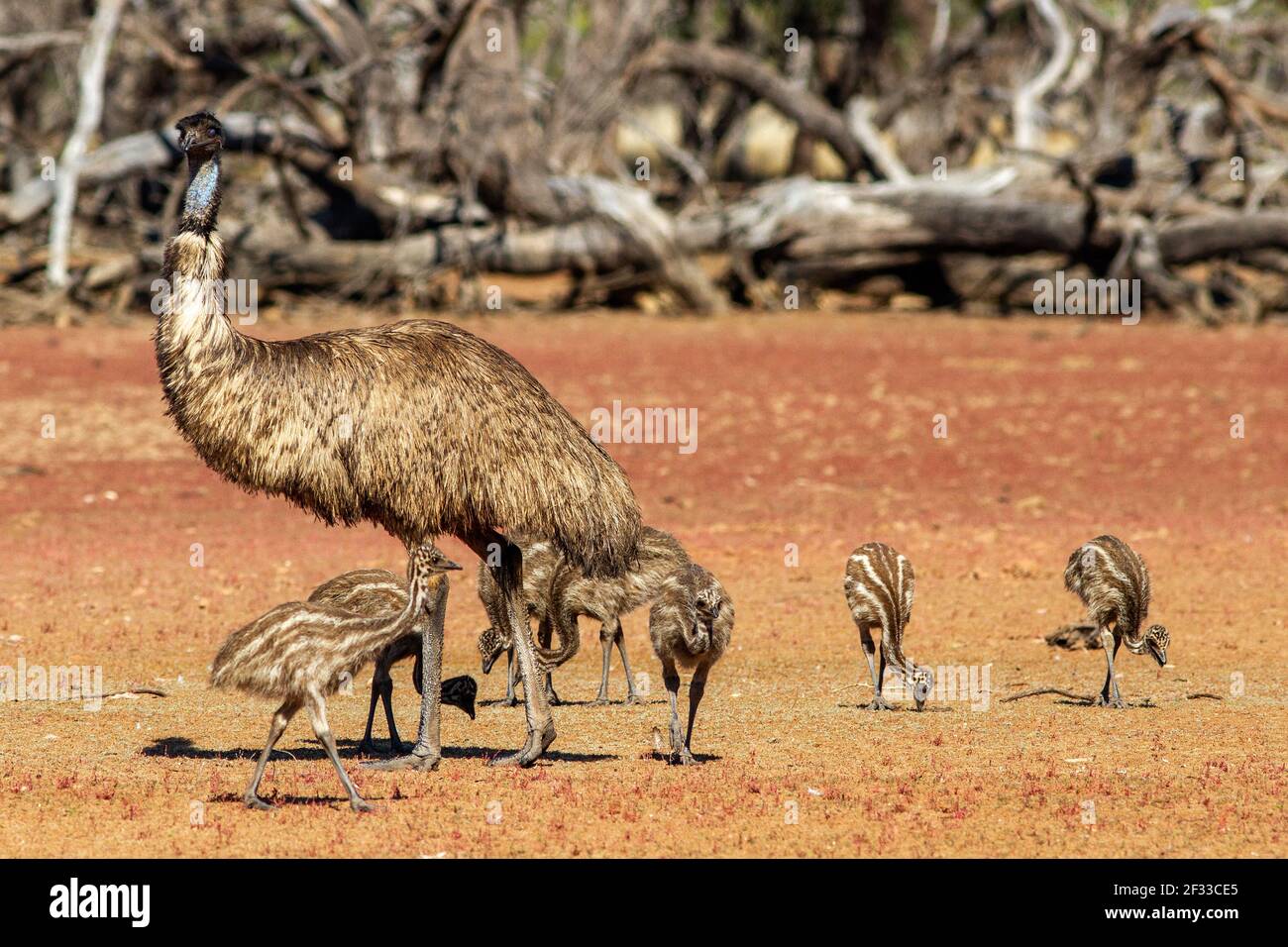 Male Emu looking after chicks Stock Photo - Alamy