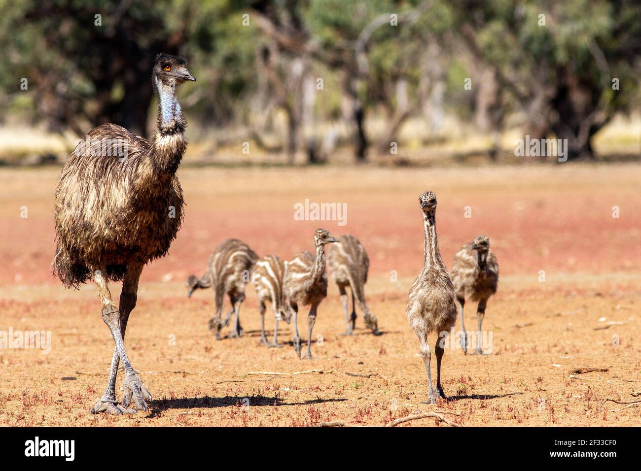 Male Emu looking after chicks Stock Photo - Alamy