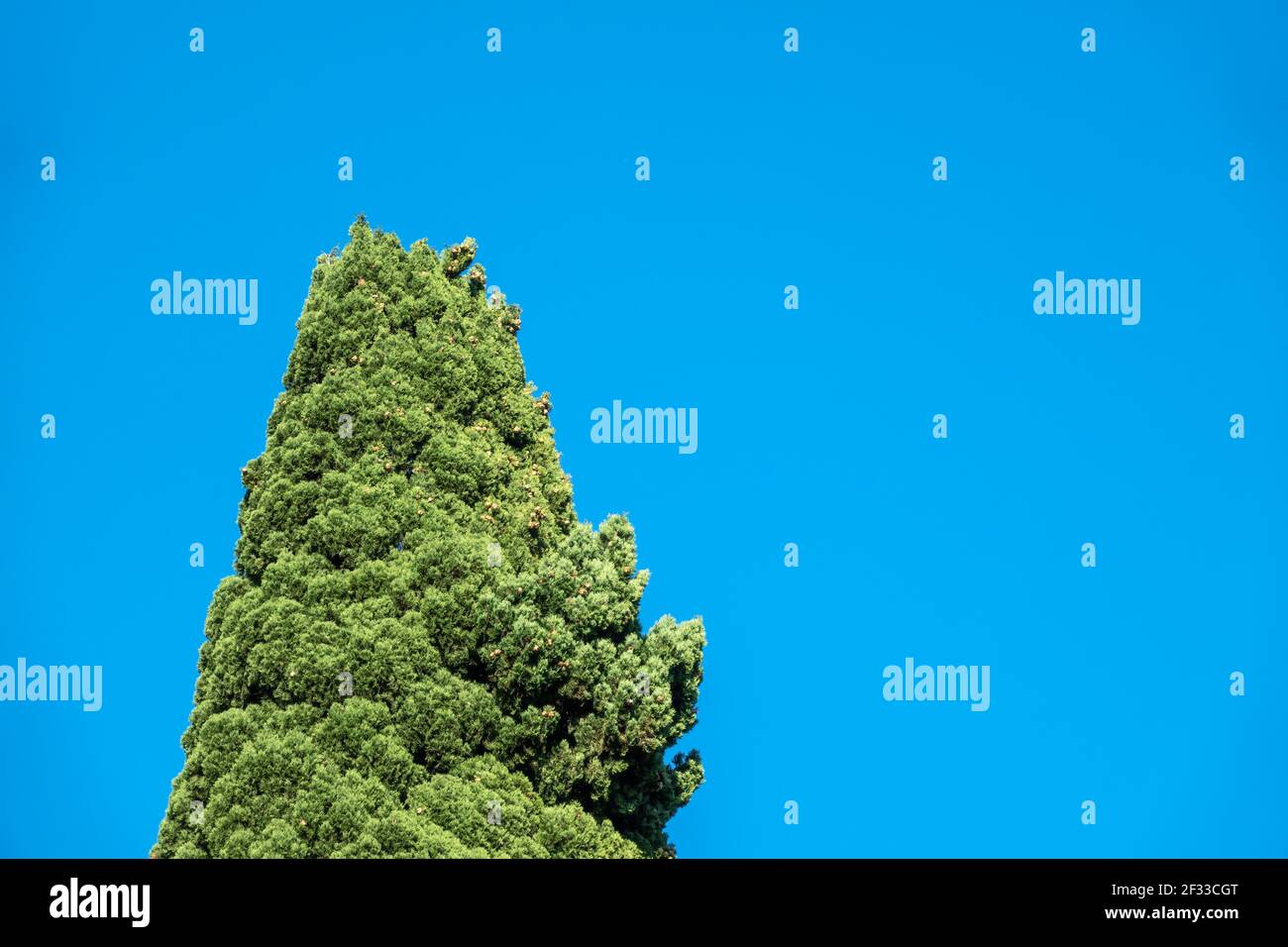 The top of Cupressus tree on blue sky background. Tall evergreen tree with a pyramidal crown ...