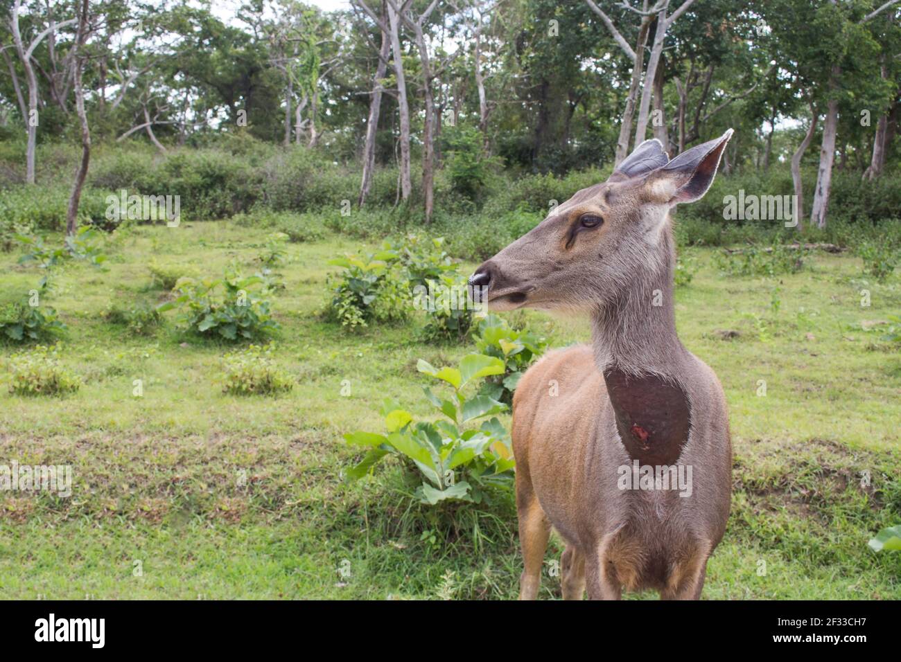 Bandipur autumn hi-res stock photography and images - Alamy