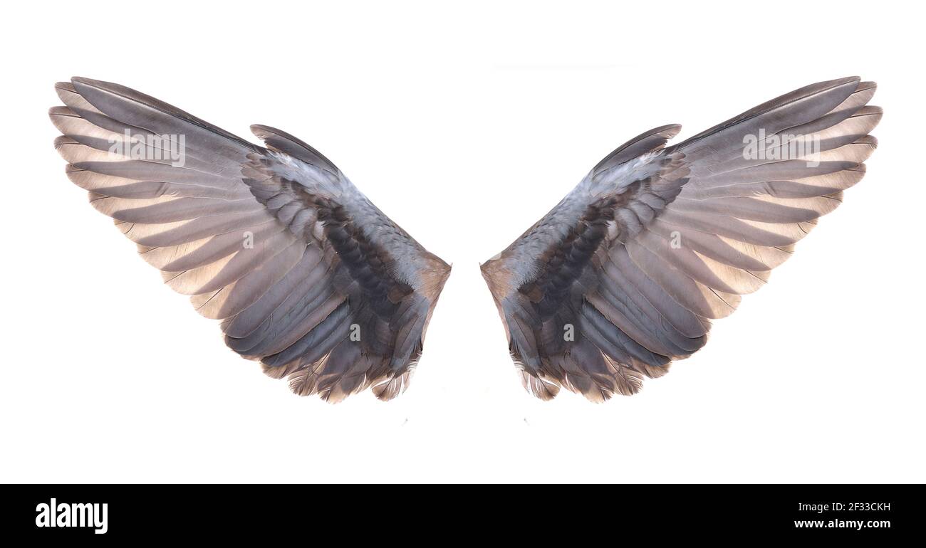 Pinion Joint Bird at Angela Rich blog