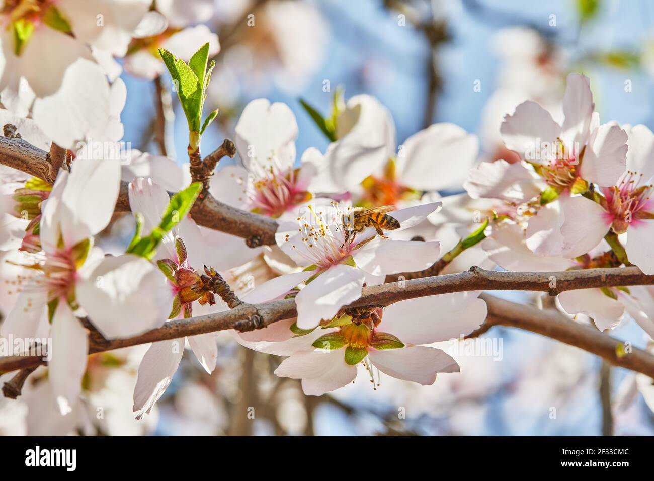 Blooming almond tree with bee collecting pollen from flowers Stock ...