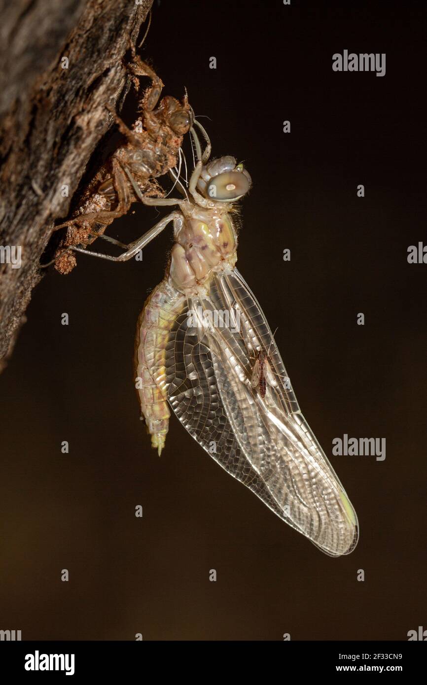 Dragonfly nymph undergoing metamorphosis Stock Photo - Alamy