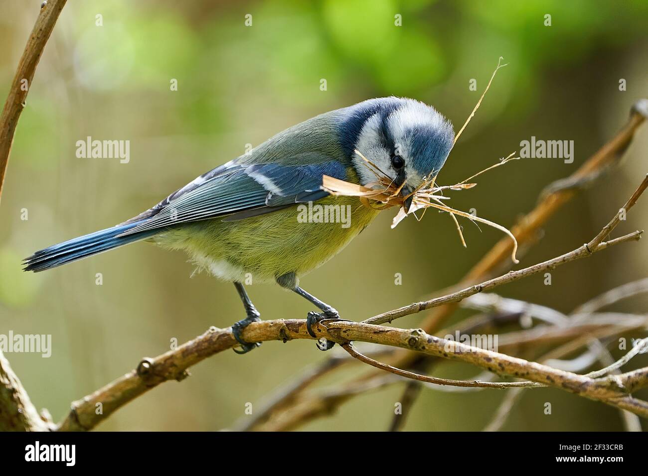 Blue Tit with nesting material in its natural habitat in Denmark Stock ...
