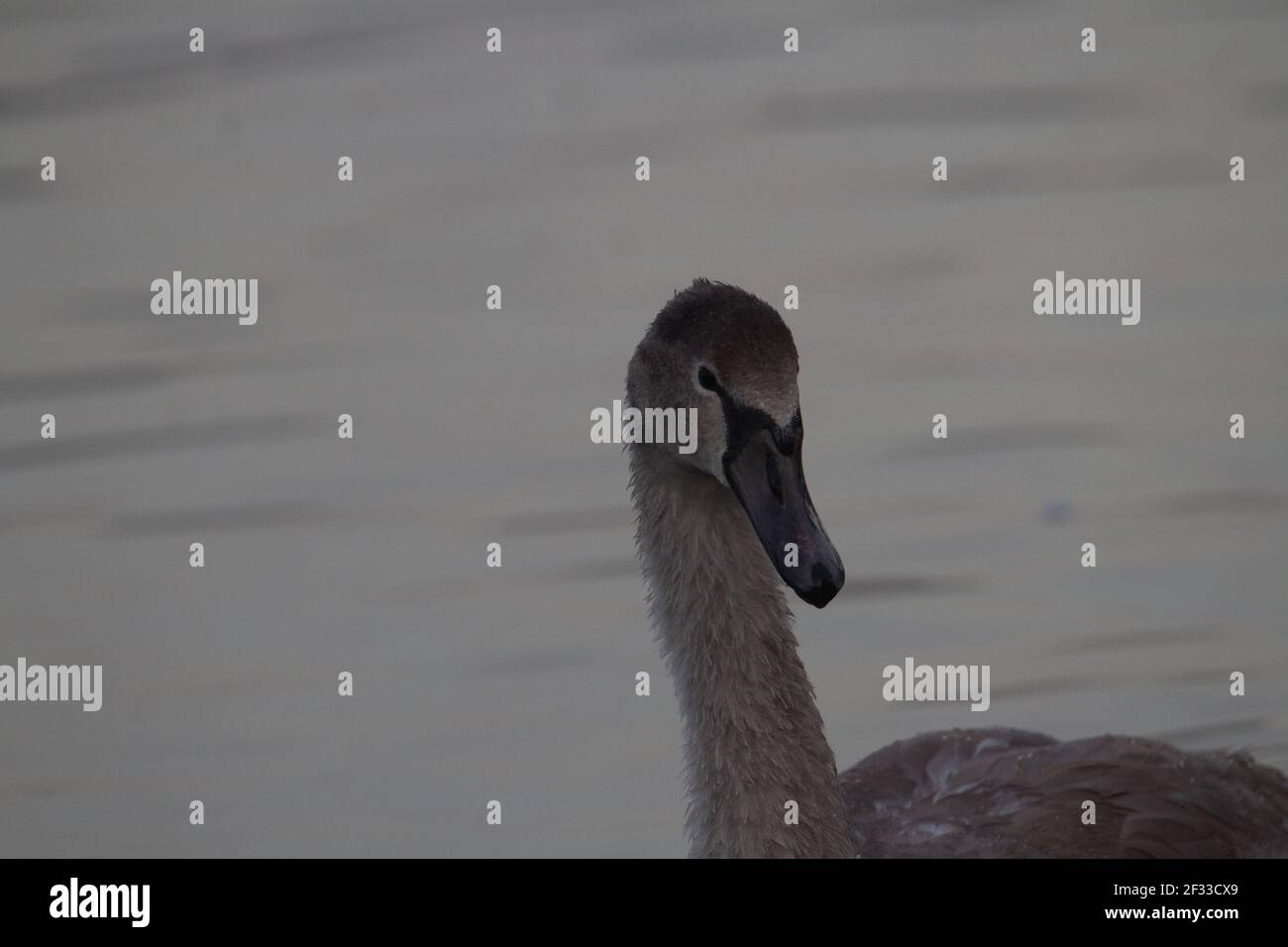 Signets signet swan swans hi-res stock photography and images - Alamy
