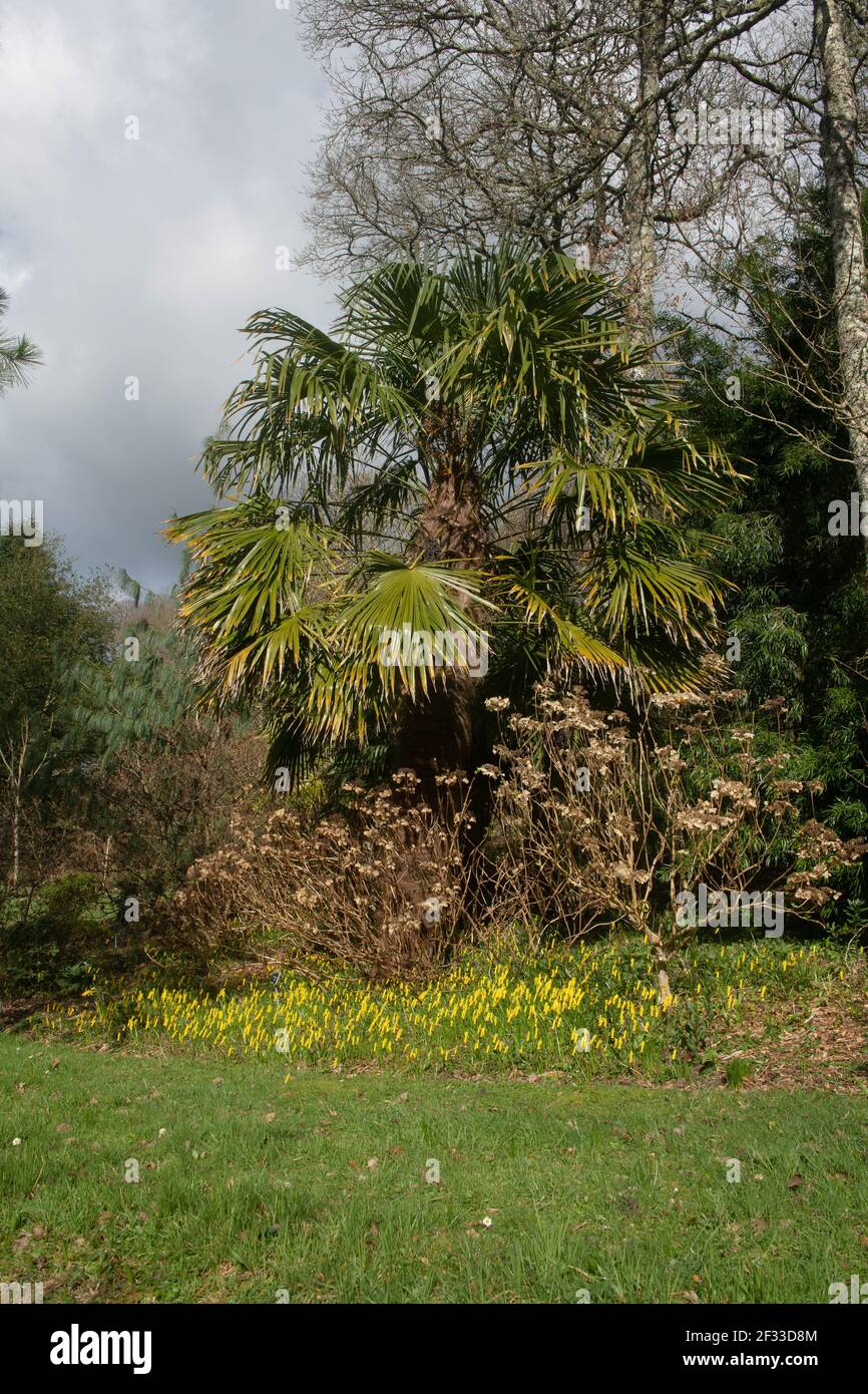 Fruit chusan palm hi-res stock photography and images - Alamy
